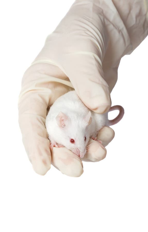 Scientist Holding White Mouse Isolated on White. Stock Image - Image of ...