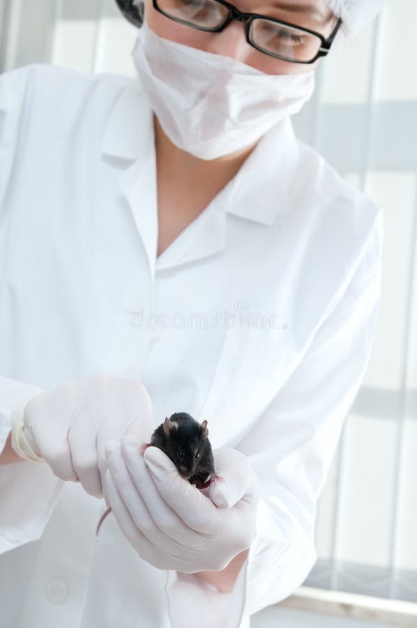 Scientist Holds Laboratory Mouse Stock Photo - Image of copy, hand ...