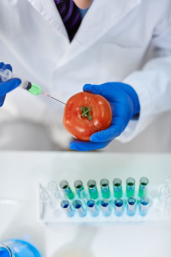 Scientist Injecting Chemicals into a Tomato Stock Photo - Image of ...