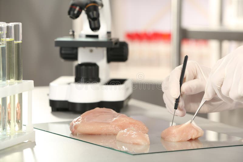 Scientist Inspecting Meat Sample in Laboratory Stock Image - Image of ...