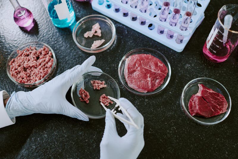 Examining Meat Samples in Laboratory Environment Stock Image - Image of ...