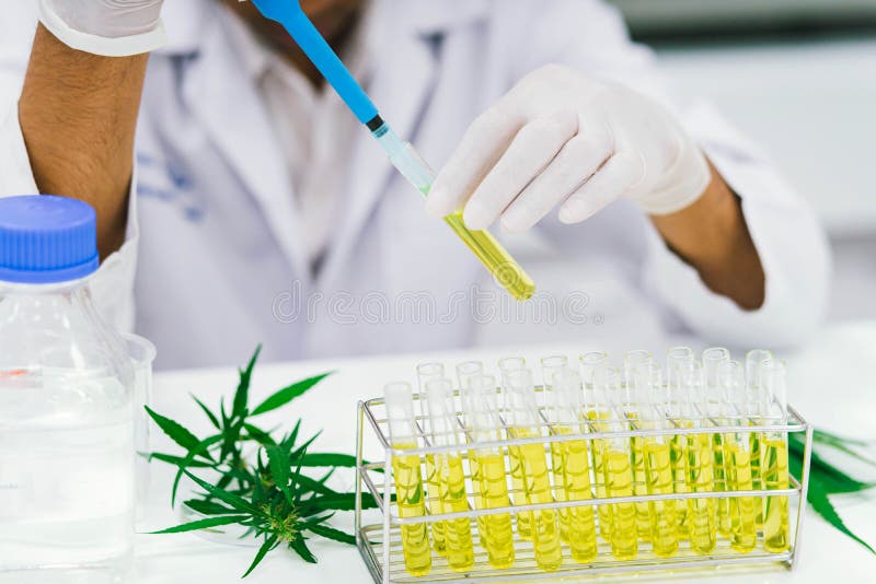 Scientist in Laboratory Testing Cbd Oil Extracted from a Marijuana ...