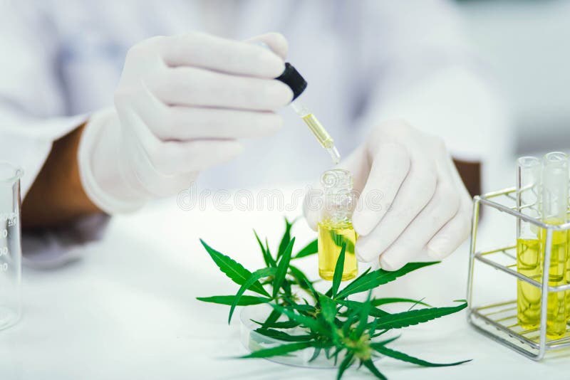 Scientist in Laboratory Testing Cbd Oil Extracted from a Marijuana ...