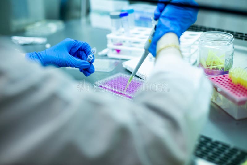 Scientist in the Laboratory Working with a Pipette and Microplate ...