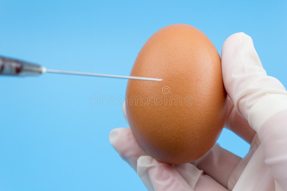 The Scientist Makes an Injection with a Syringe into the Egg Stock ...