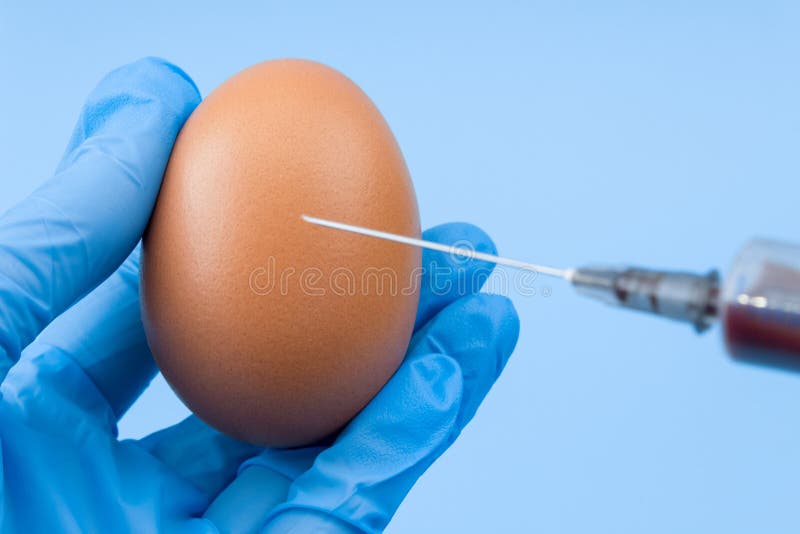 The Scientist Makes an Injection with a Syringe into the Egg Stock ...