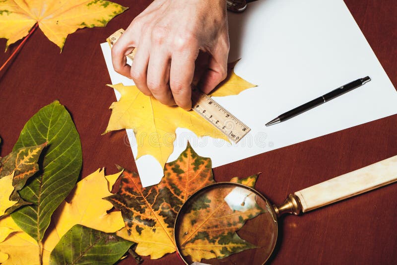 Scientist Measures Maple Leaf with Ruler Stock Image - Image of ...