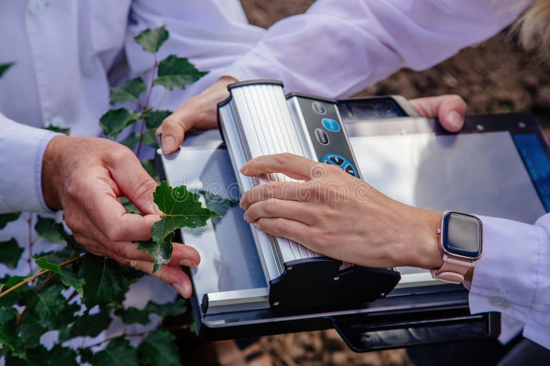 Scientist Measuring Leaf Area by Handheld Instrument that Performs Non ...