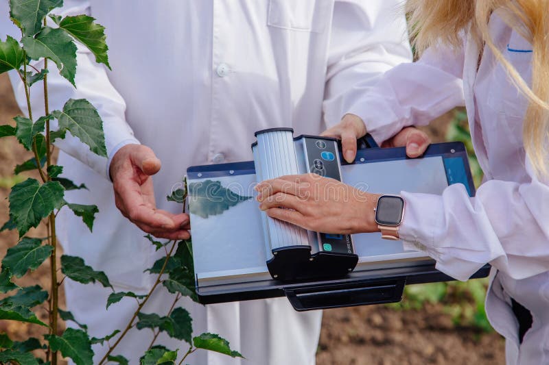 Scientist Measuring Leaf Area by Handheld Instrument that Performs Non ...