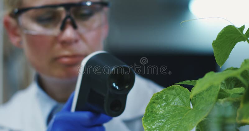 Scientist Measuring Liquid Temperature with Thermometer Stock Photo ...