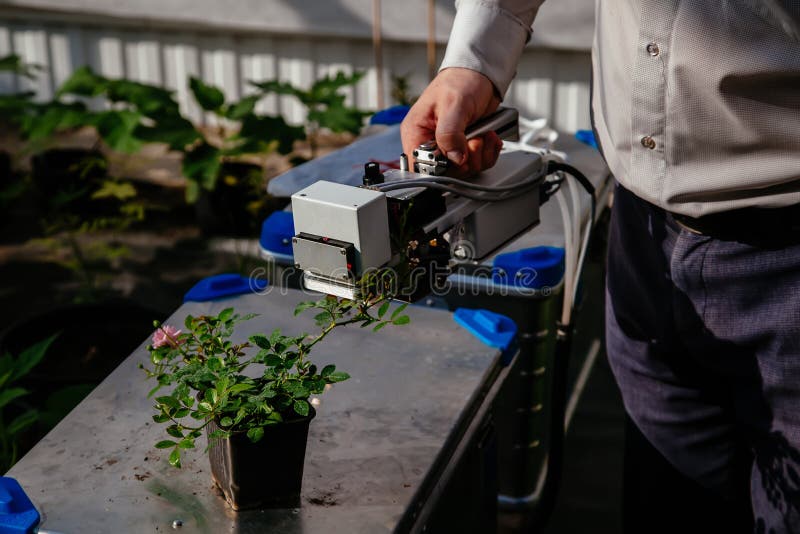 Scientist is Measuring Plant Photosynthesis of Young Rose Stock Image ...