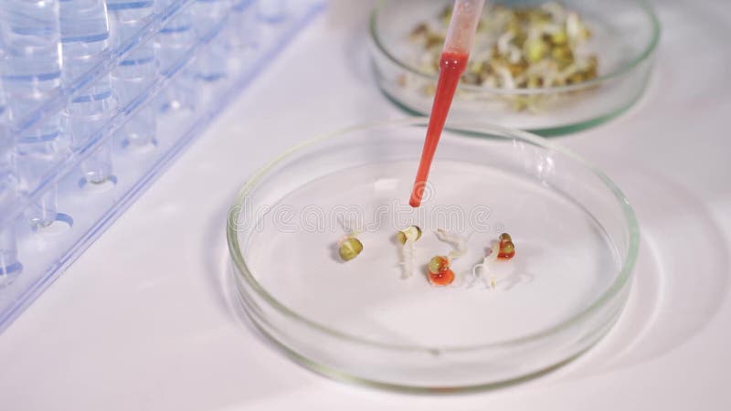 A Scientist in a Modern Laboratory is Conducting an Experiment on Plant ...