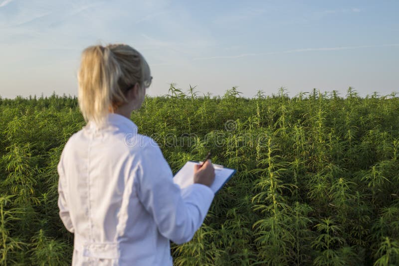 Scientist Observing CBD Hemp Plants on Marijuana Field and Taking Notes ...