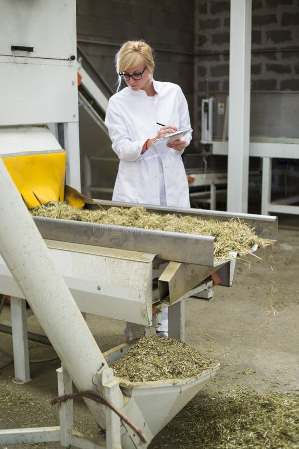Scientist Observing Dry CBD Hemp Plants by the Sorting Machine in ...
