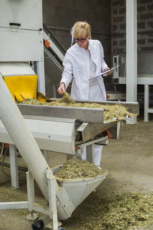 Scientist Observing Dry CBD Hemp Plants by the Sorting Machine in ...