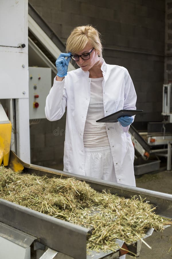 Scientist Observing Dry CBD Hemp Plants by the Sorting Machine in ...
