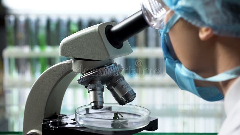 Scientist Observing Plant Under Microscope, Breeding of Vegetable ...