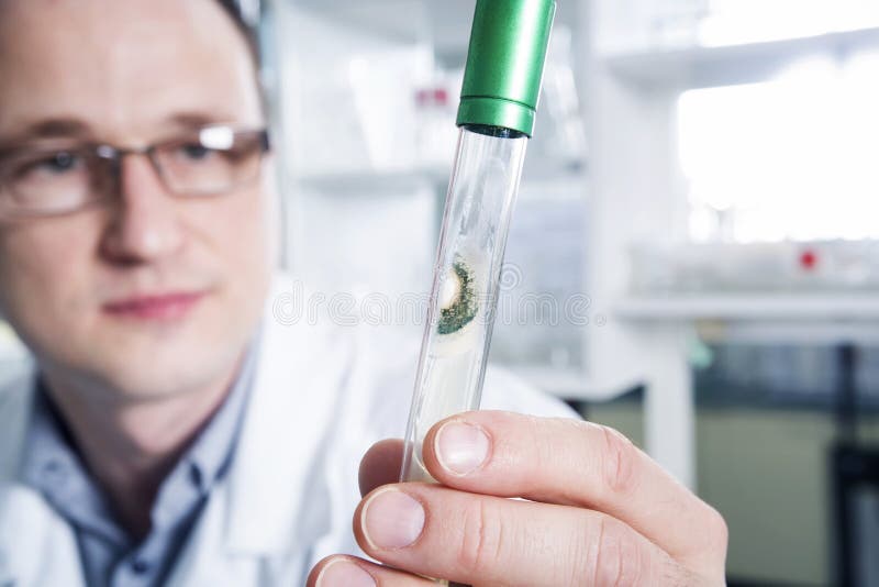 Scientist Observing Test Tube at the Laboratory Stock Photo - Image of ...
