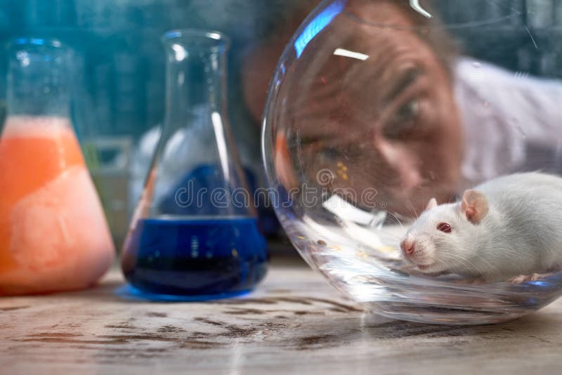 Scientist Obsessed Looking at the Mouse Stock Photo - Image of ...