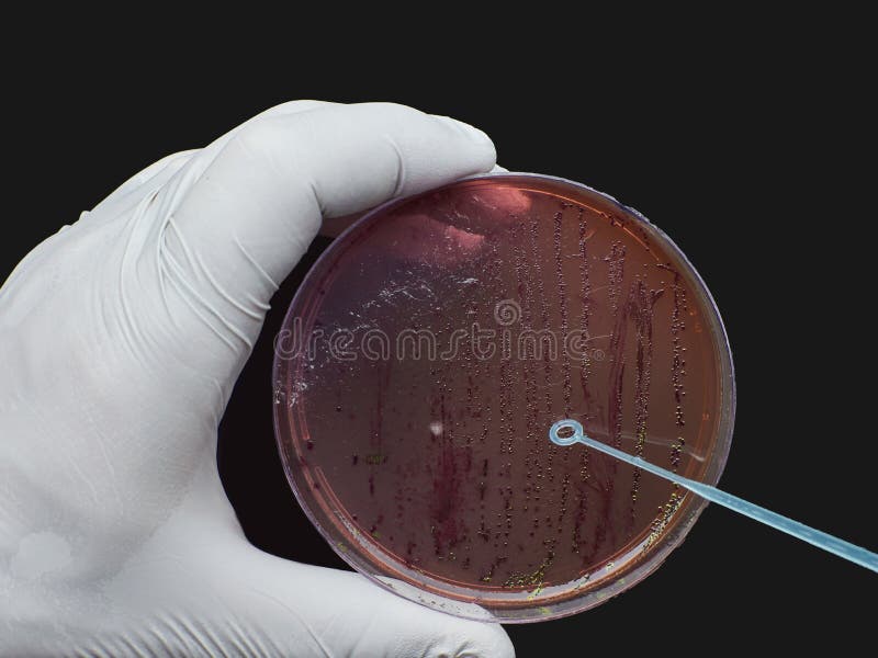 Scientist Pick-up Bacterial Colony with Disposable Loop Cultured in ...