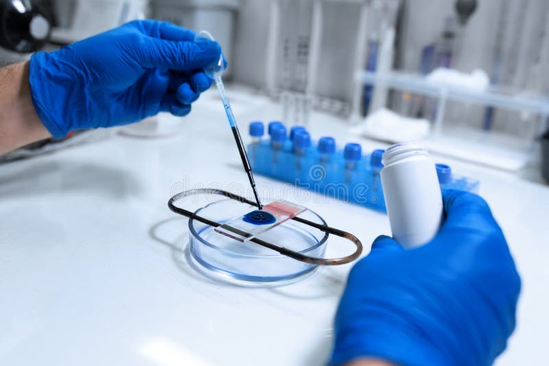 Scientist Prepare Blood Sample for Research on Microscope. Placing ...