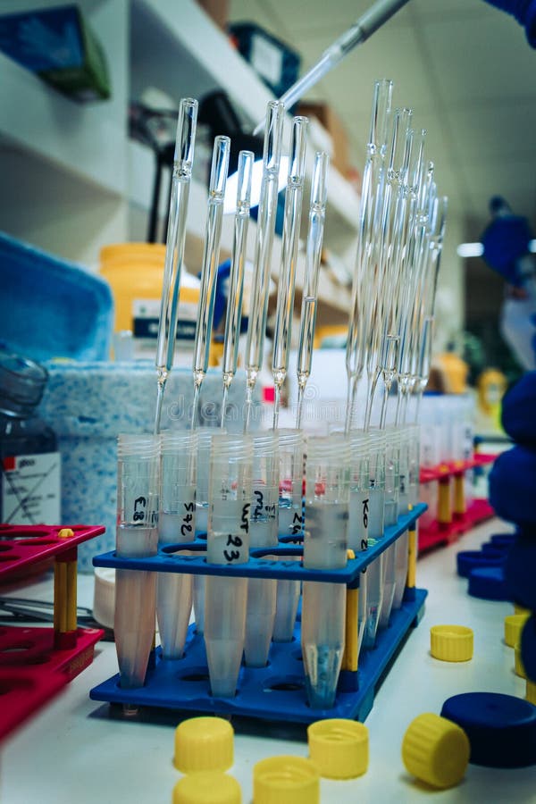 Scientist Preparing Gradient in Laboratory Environment with Light Stock ...
