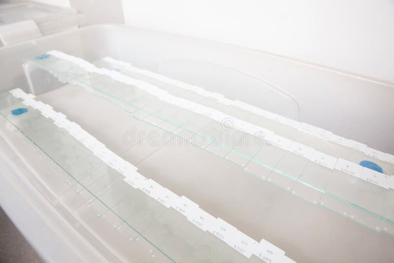 Scientist Preparing Slides with Paraffin Embedded Tissue Samples for ...