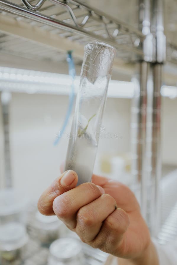 Scientist Preparing Soil Extract at Table. Laboratory Analysis Stock ...