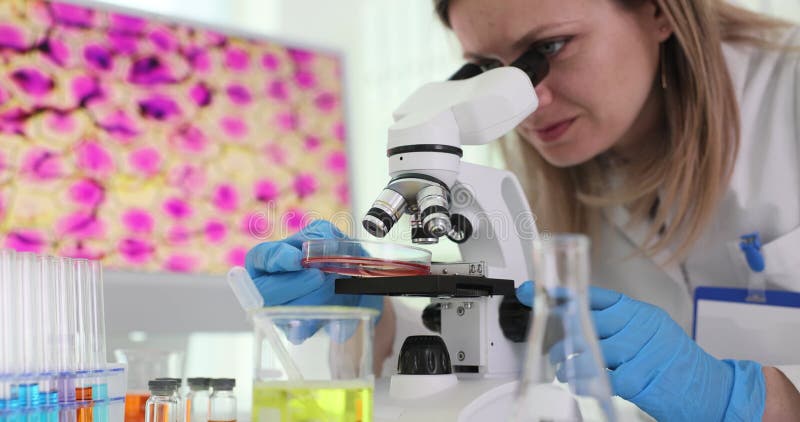 Scientist Puts Petri Dish Under Microscope Adjusting Lenses Stock ...