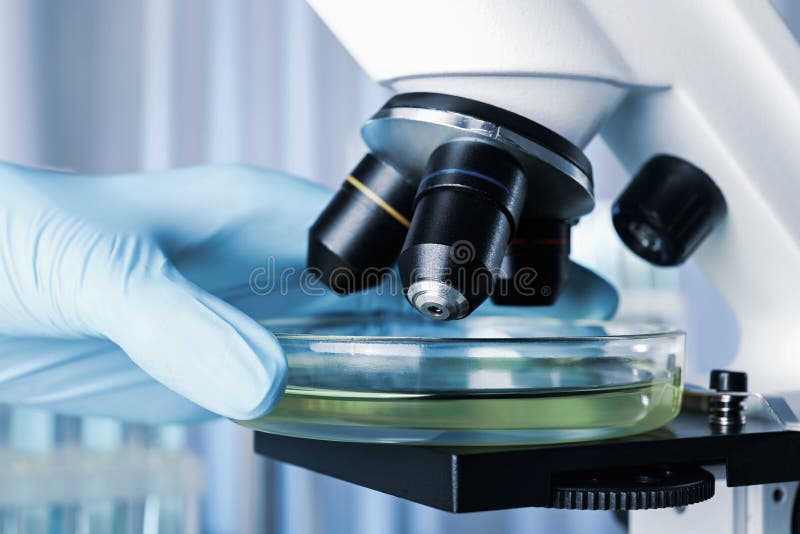 Scientist Putting Petri Dish with Liquid Under Microscope. Laboratory ...