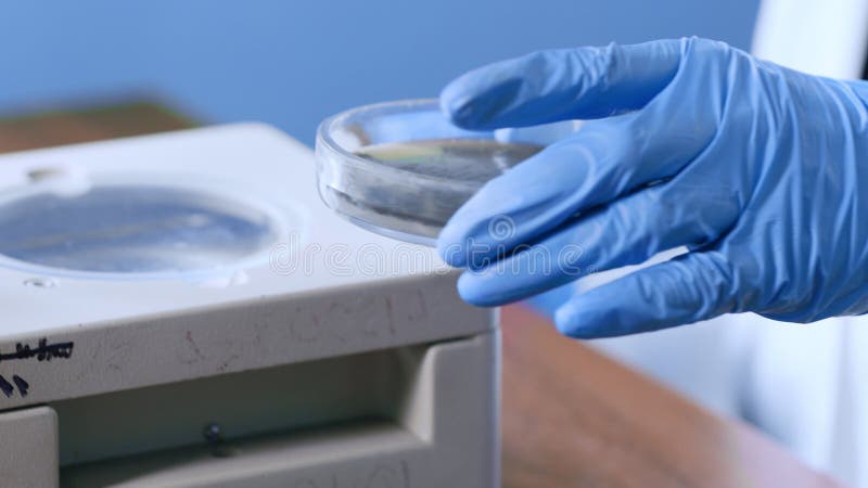 Scientist Putting Petri Dish with Sample into Microscope Stock Video ...