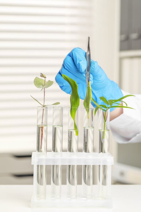 Scientist Putting Plant into Test Tube at White Table in Laboratory ...
