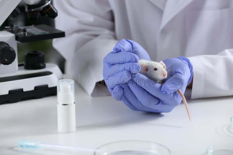 Scientist with Rat at Table in Chemical Laboratory, Closeup. Animal ...