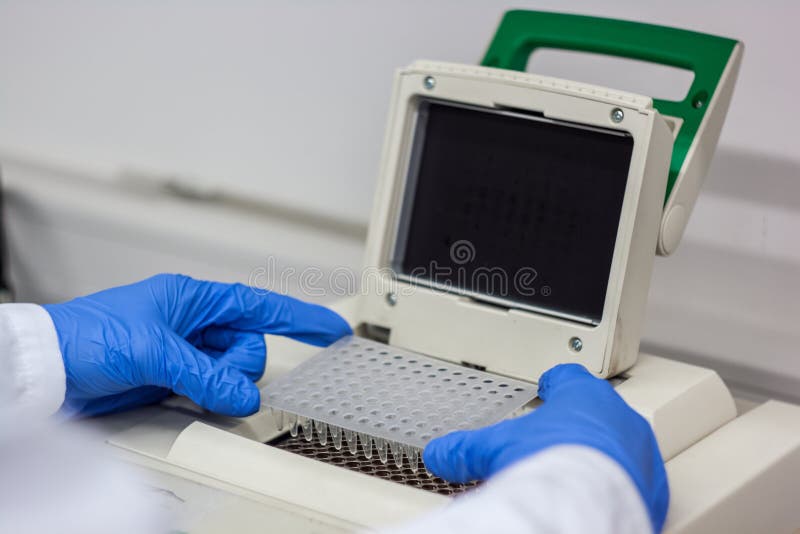 Scientist or Researcher or Phd Student Put Dna Samples into Pcr Stock ...