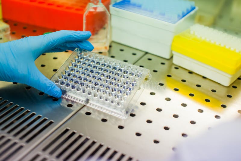 Laboratory Work with Tissue Cultures Stock Image - Image of eukaryote ...