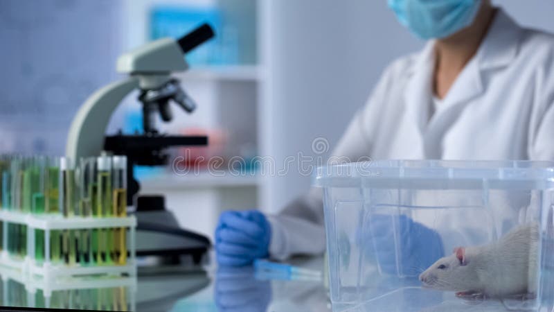 Scientist Sitting at Table, Test Rat in Plastic Box, Medicine Testing ...