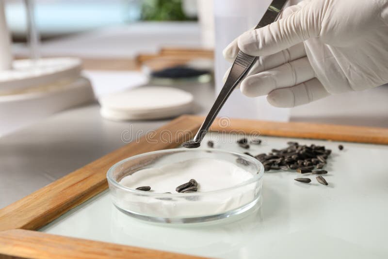 Scientist Sorting Wheat Grains on Glass Tray at Table in Laboratory ...