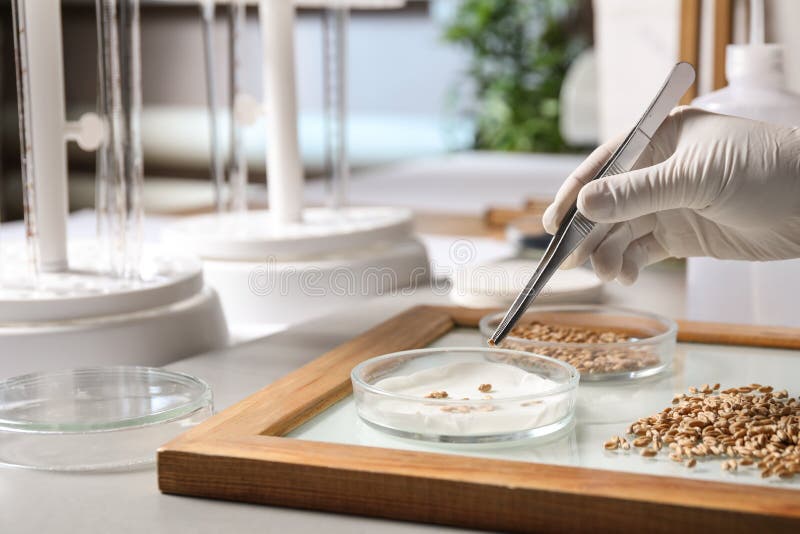 Scientist Sorting Wheat Grains on Glass Tray at Table in Laboratory ...