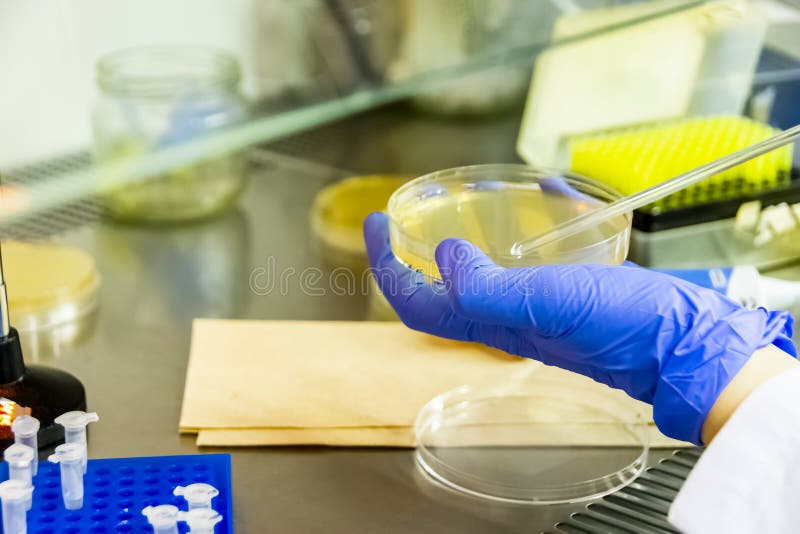 Scientist Spreading Bacteria Liquid Medium on Agar Plate Under the ...