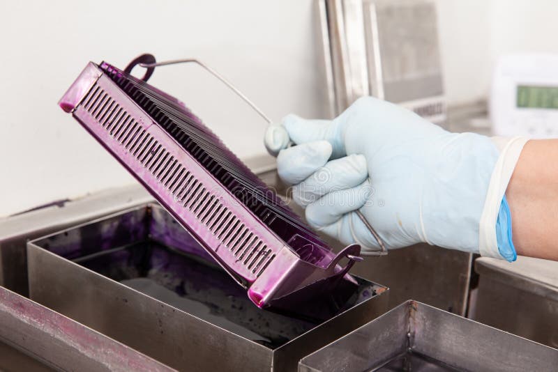 Scientist Staining Microscope Slides for Cytology Studies in the ...