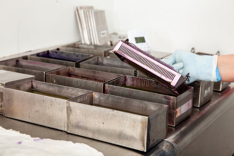 Scientist Staining Microscope Slides for Cytology Studies in the ...