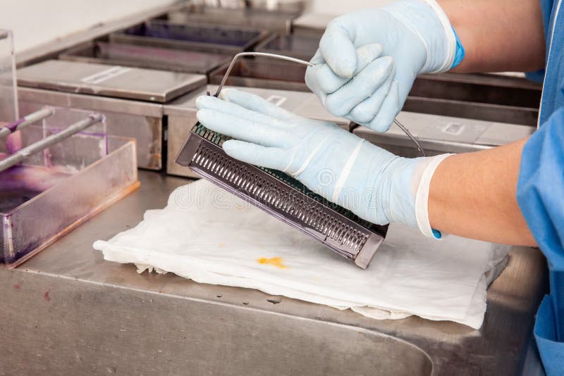Scientist Staining Microscope Slides for Cytology Studies in the ...