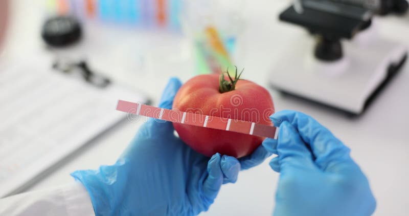 Scientist Studying Tomato Color Using Color Chart in Laboratory Stock ...