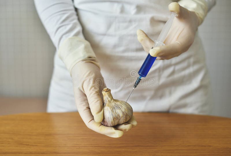 Garlic; Scientific Name Allium Sativum Stock Image - Image of allium ...