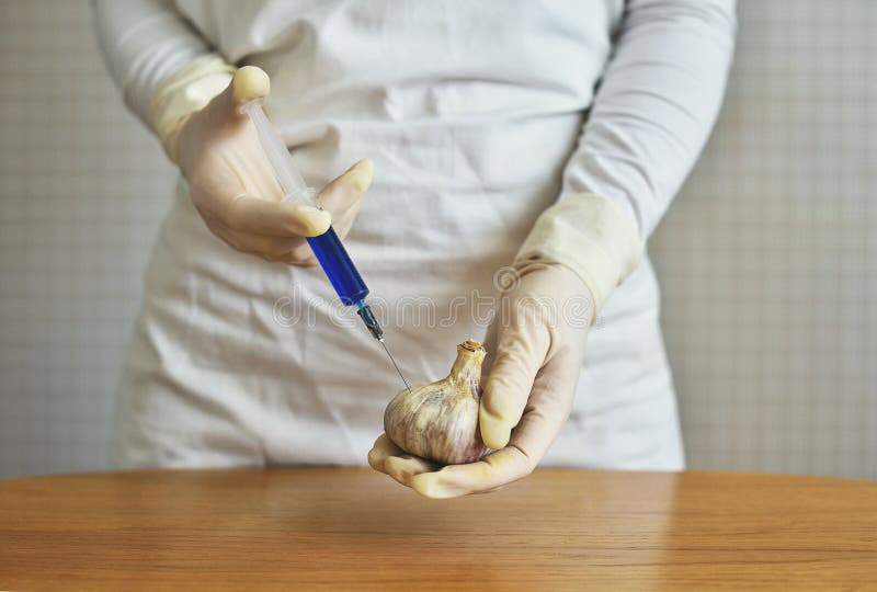 Garlic; Scientific Name Allium Sativum Stock Image - Image of allium ...