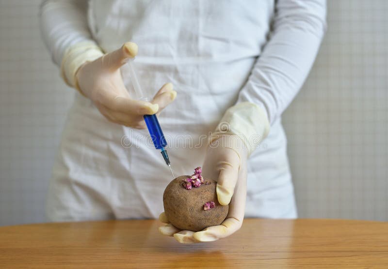 Scientist with Syringe and Potato Stock Photo - Image of biotechnology ...