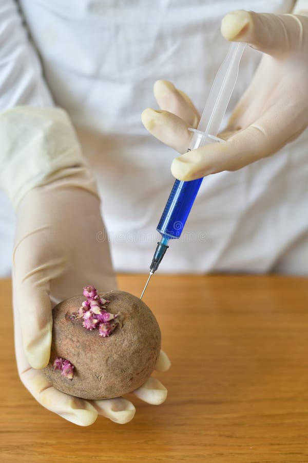 Scientist with Syringe and Potato Stock Photo - Image of molecule ...