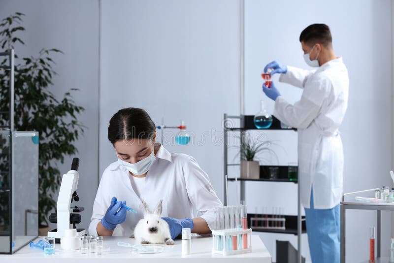 Scientist with Syringe and Guinea Pig in Chemical Laboratory, Closeup ...