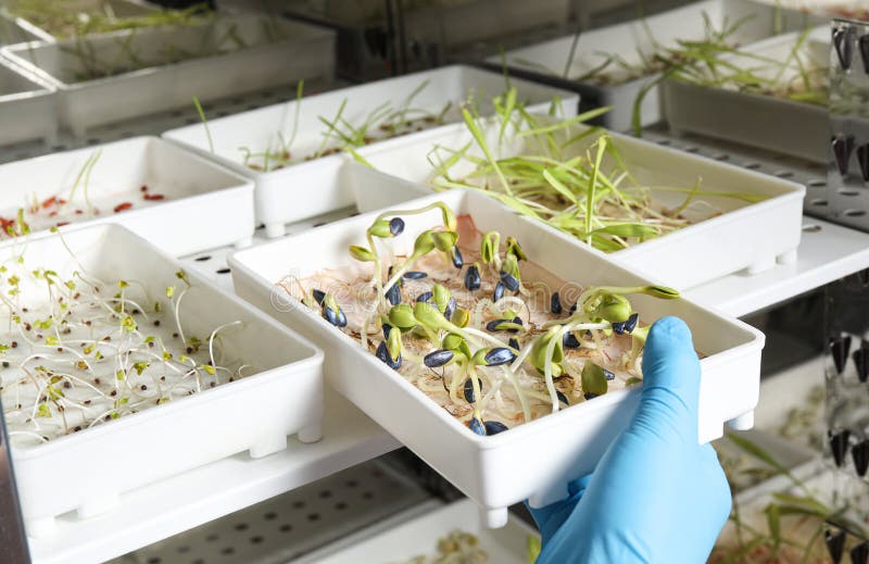 Scientist Taking Container with Sprouted Sunflower Seeds from ...