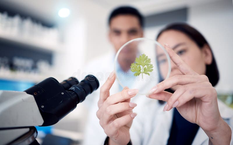 Scientist Team, Hands and Plants in Petri Dish of Research, Medicine or ...